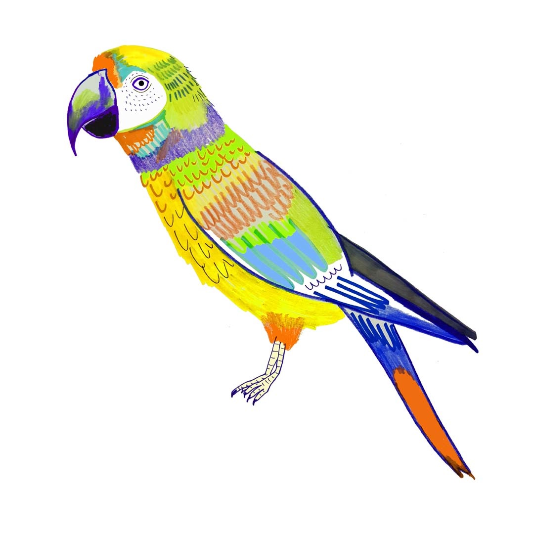 parrot illustration, art print, illustrator, bird art, nature ...